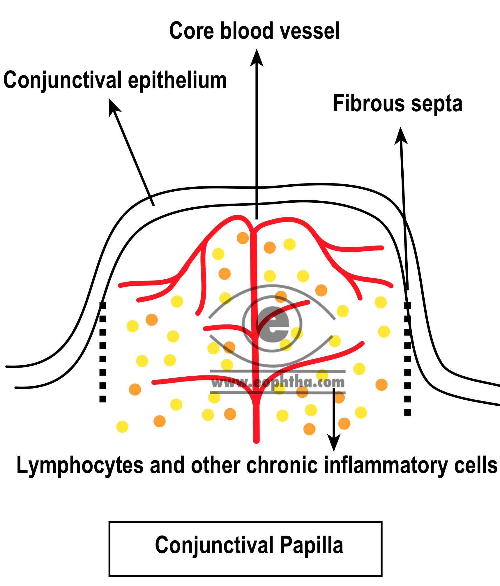 Eye Anatomy Conjunctiva Anatomical Charts Posters